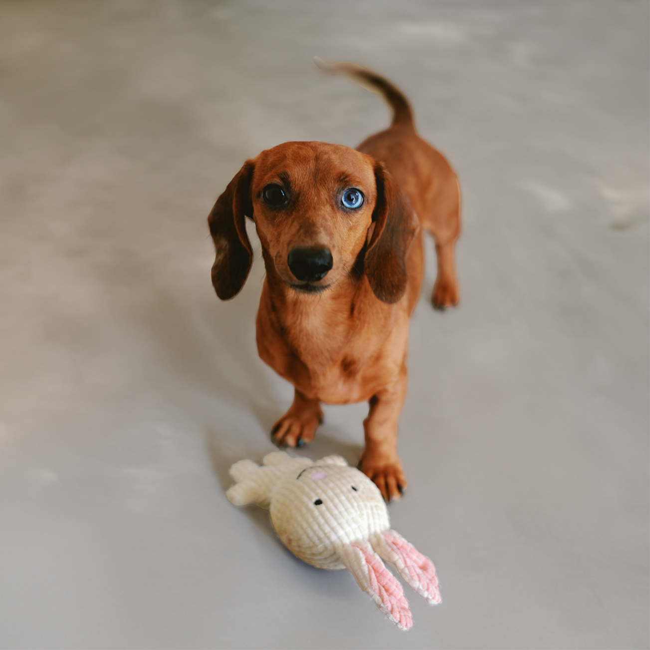 Premium Dog Toys - Interactive, Durable & Safe | The Hound Hut